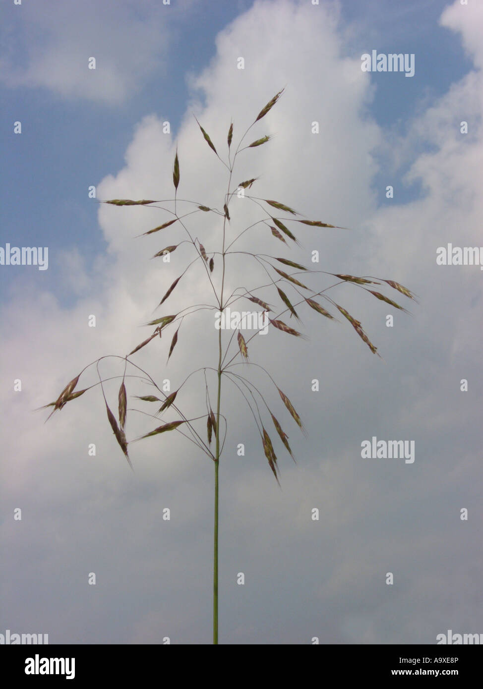 field brome (Bromus arvensis), inflorescence (panicle) against clouded ...