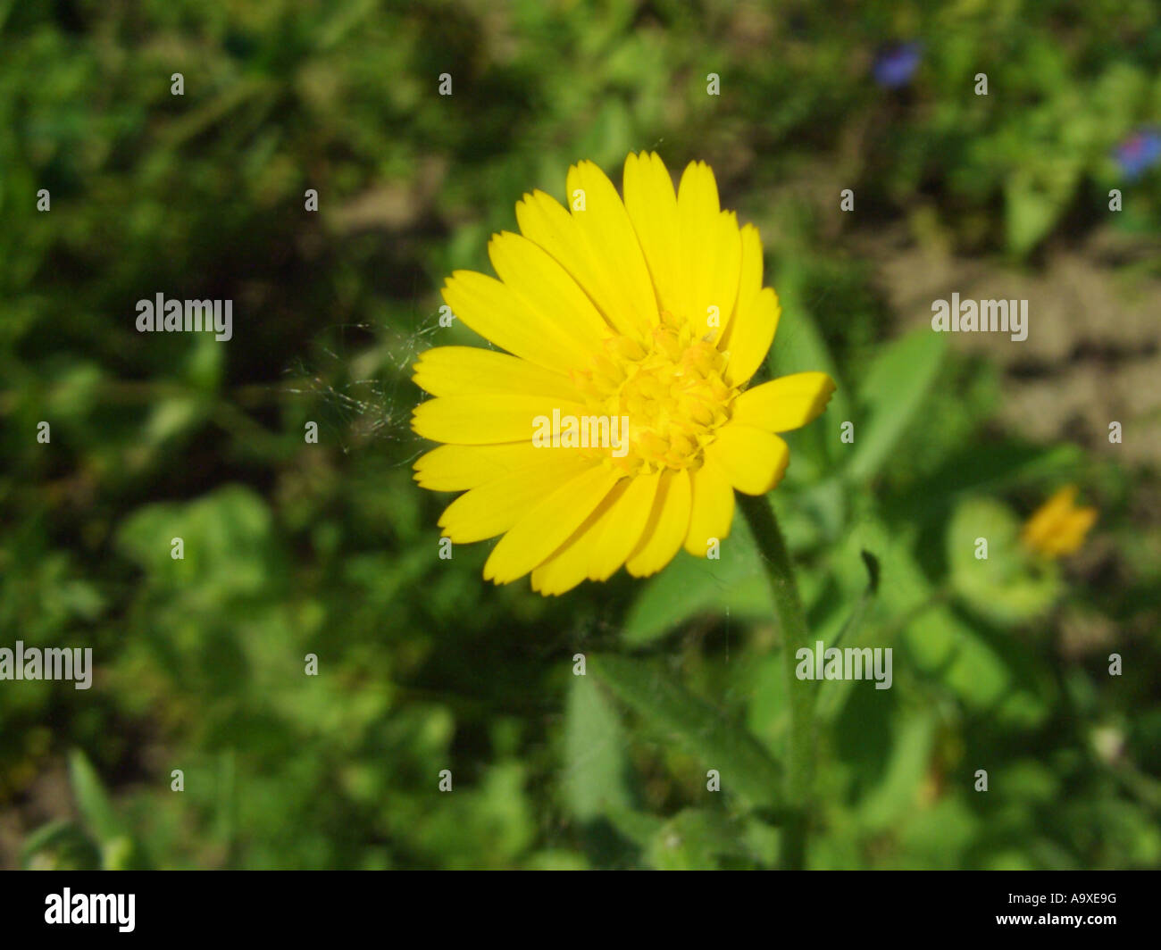 field marigold (Calendula arvensis), inflorescence (capitulum Stock ...