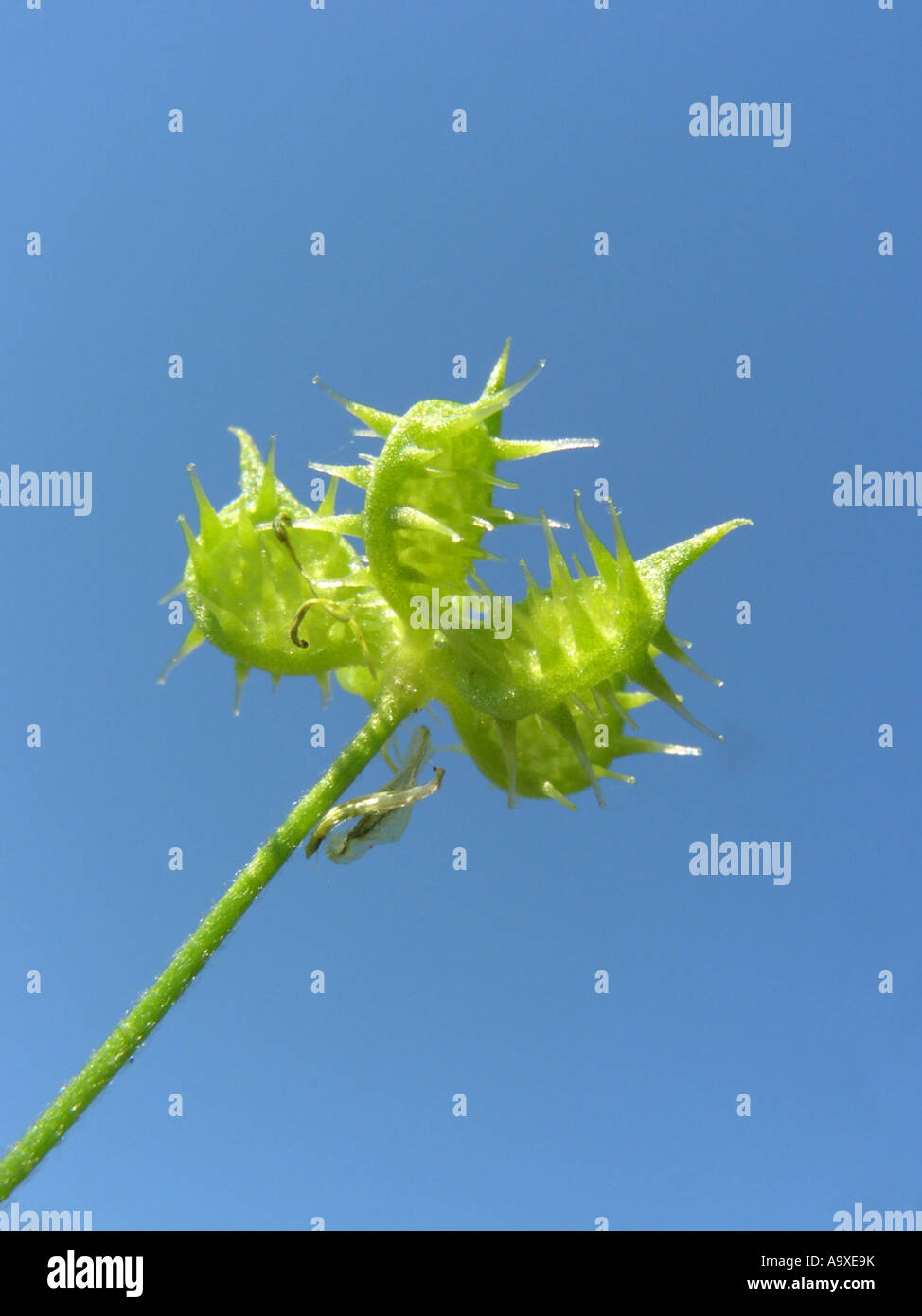 field buttercup, corn buttercup (Ranunculus arvensis), fruit against ...