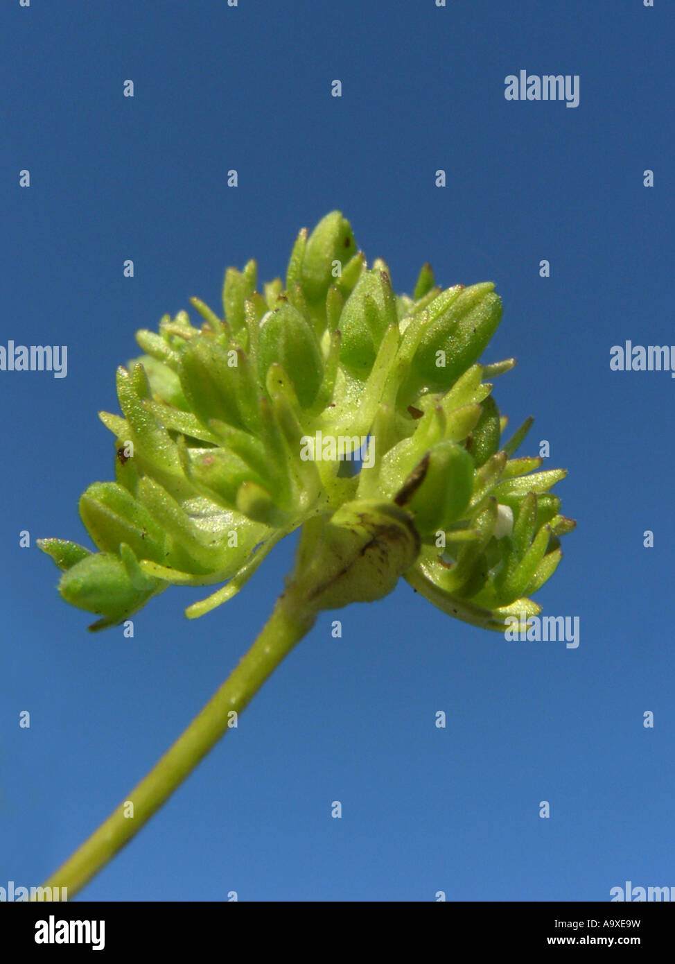 Carinata seeds hi-res stock photography and images - Alamy