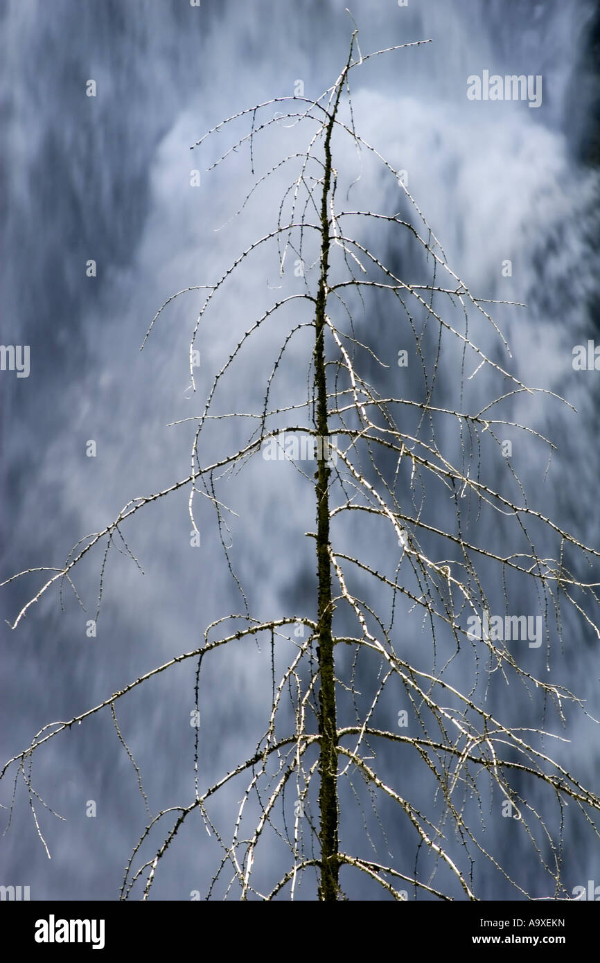 dead tree in front of watercascades from the Goessnitz waterfall ...