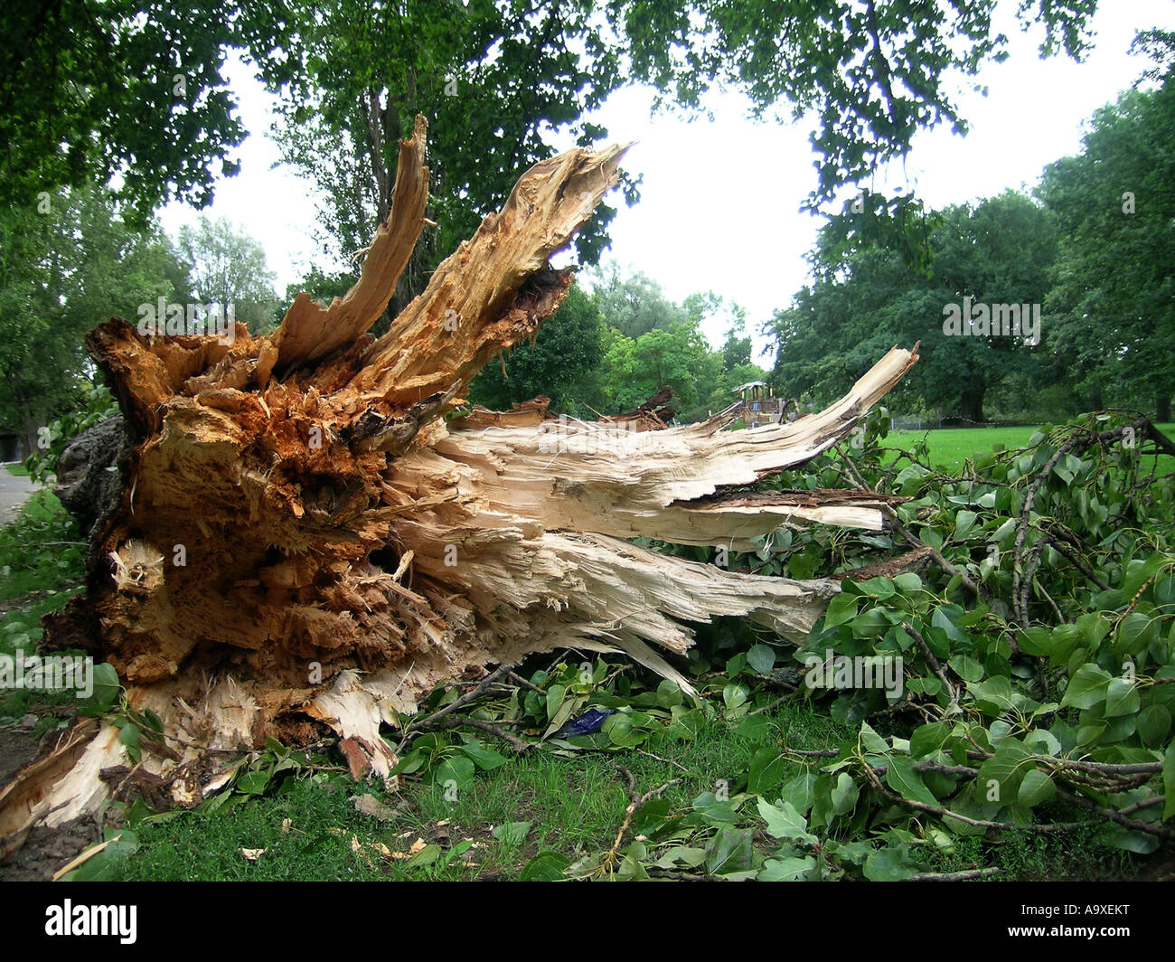 Rotten poplar hi-res stock photography and images - Alamy