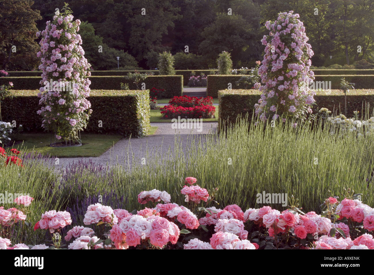 rose (Rosa spec.), Goenner Anlage, rose garden, Germany, Baden ...