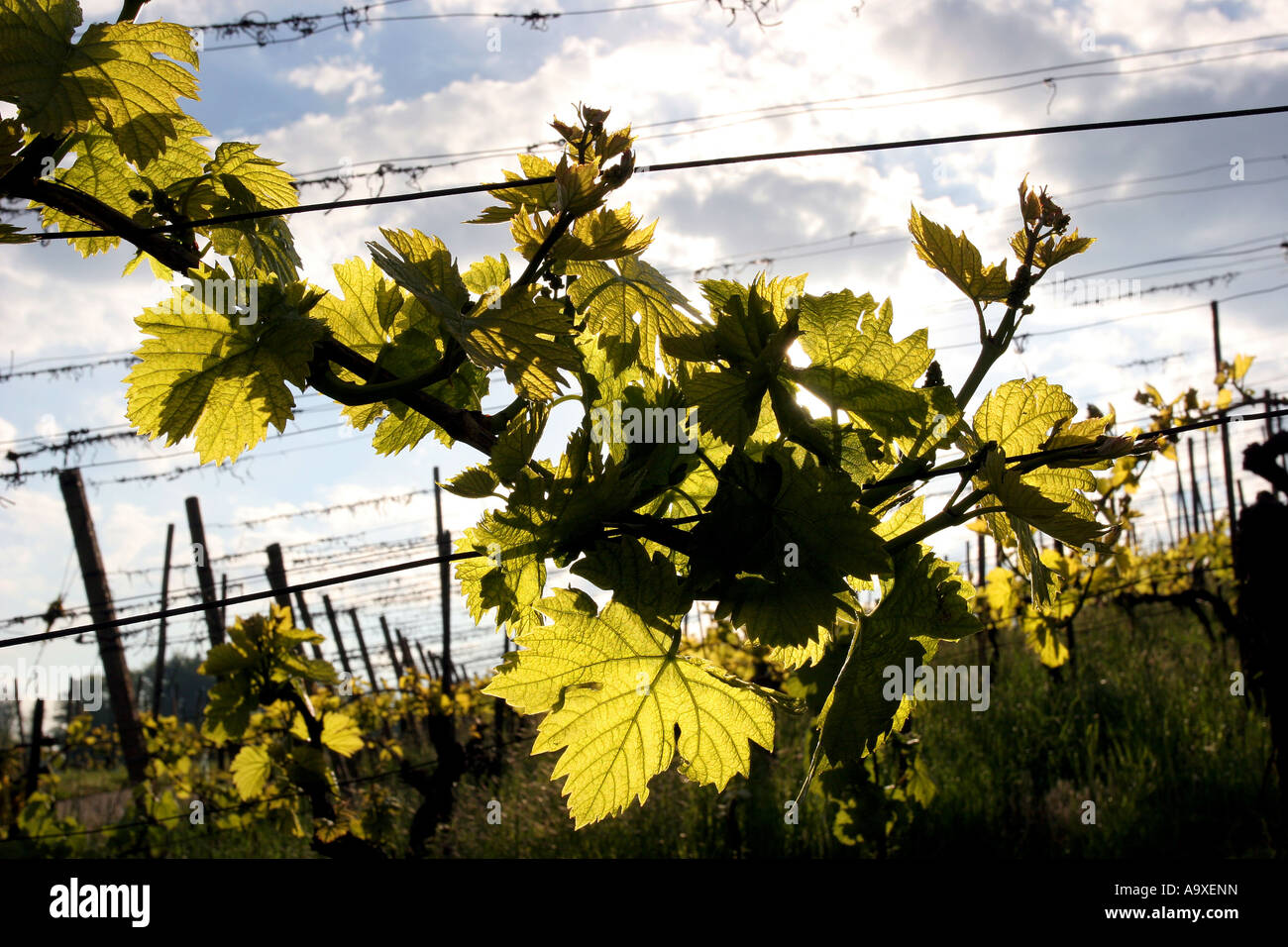 grape-vine, vine (Vitis vinifera), green vines in the morning light ...