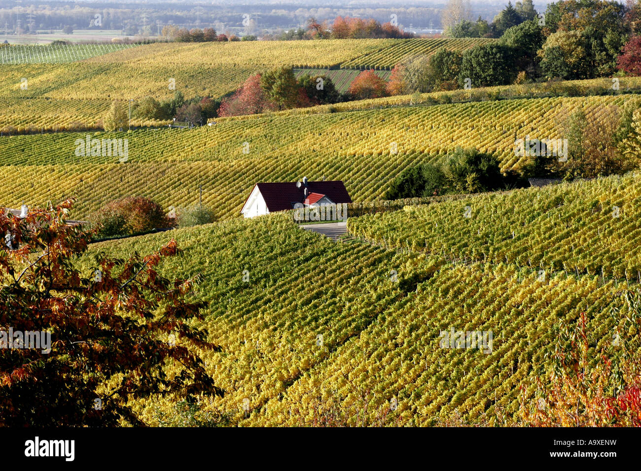 grape-vine, vine (Vitis vinifera), house between vineyards in autumn ...