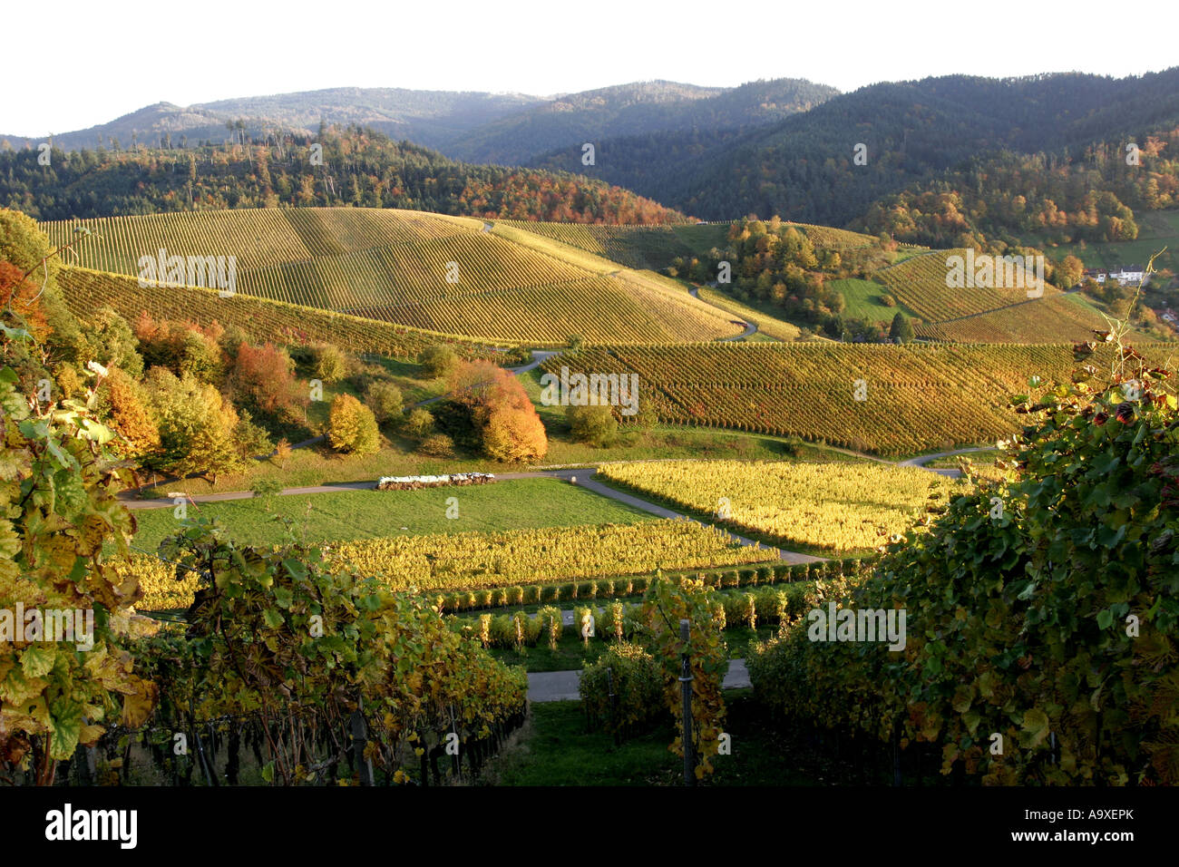 grape-vine, vine (Vitis vinifera), vineyards in autumn, Germany, Baden ...