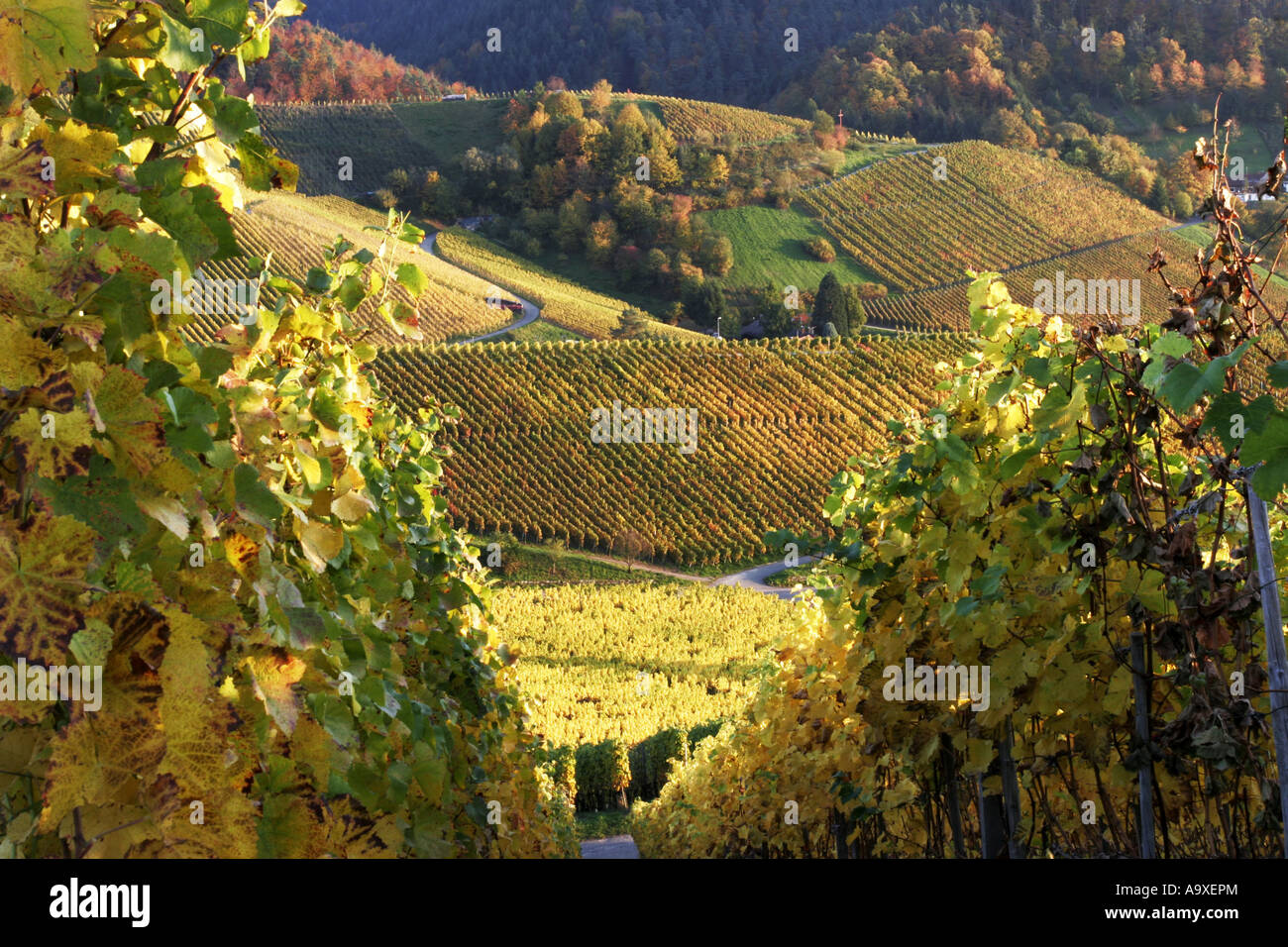 grape-vine, vine (Vitis vinifera), vineyards in autumn, Germany Stock ...