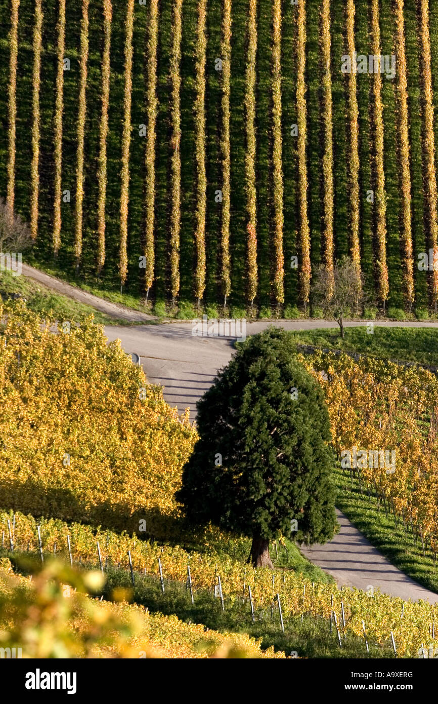 grape-vine, vine (Vitis vinifera), tree in vineyards in autumn, Germany ...