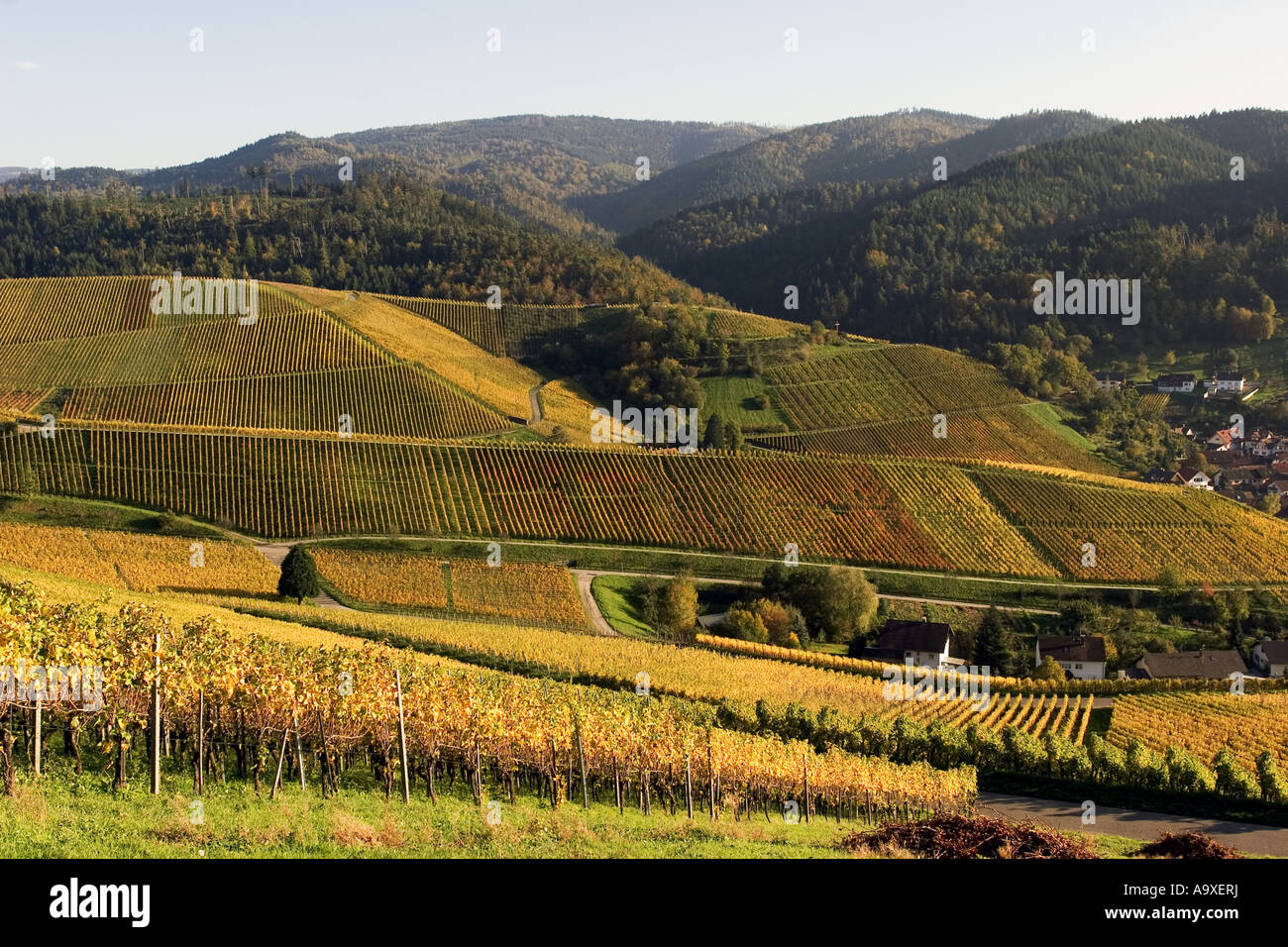 grape-vine, vine (Vitis vinifera), vineyards in autumn, Germany, Baden ...
