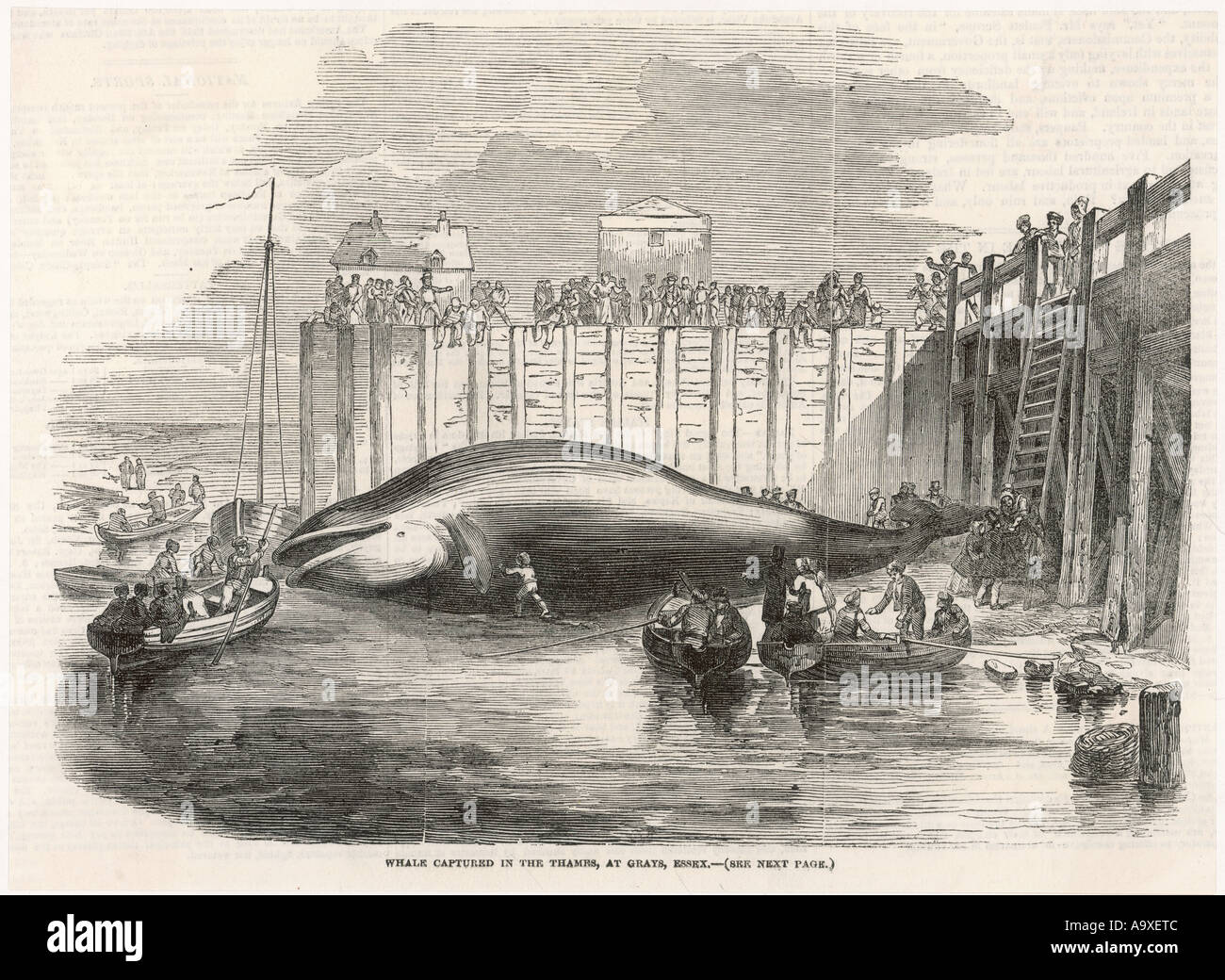 Captured whale hi-res stock photography and images - Alamy