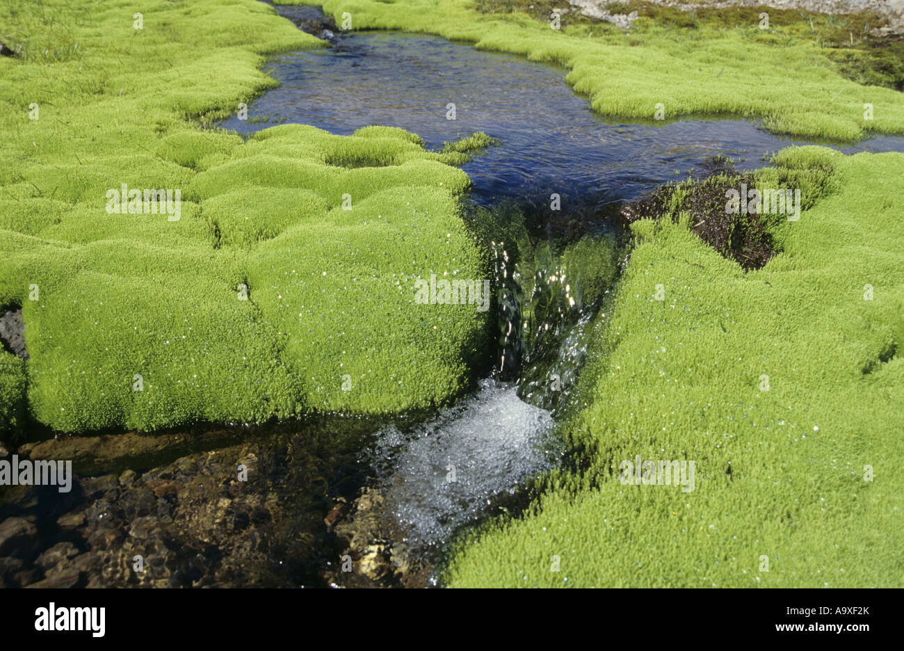 Life cycle of mosses hi-res stock photography and images - Alamy