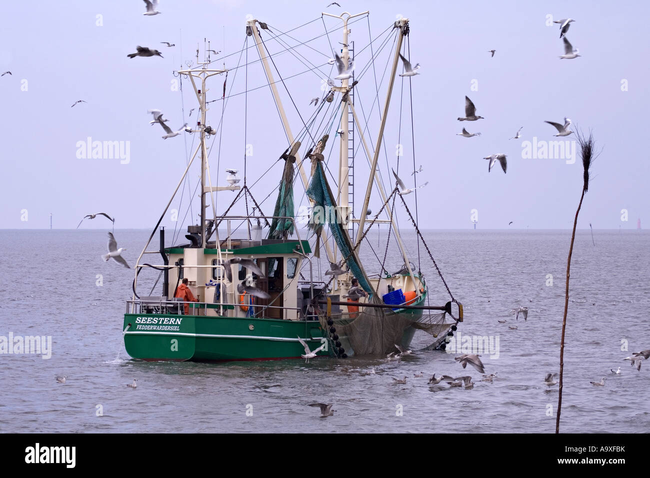 Shrimp Cutter, Germany Stock Photo - Alamy