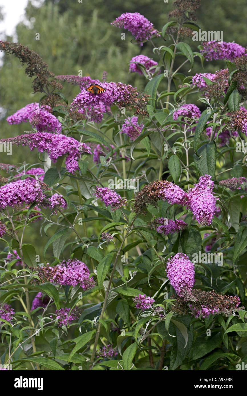 orange eye butterfly bush, violet butterfly bush (Buddleja davidii ...