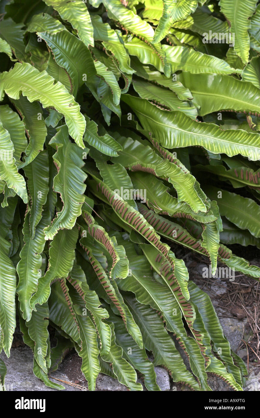 hart's tongue, European harts-tongue fern (Asplenium scolopendrium ...