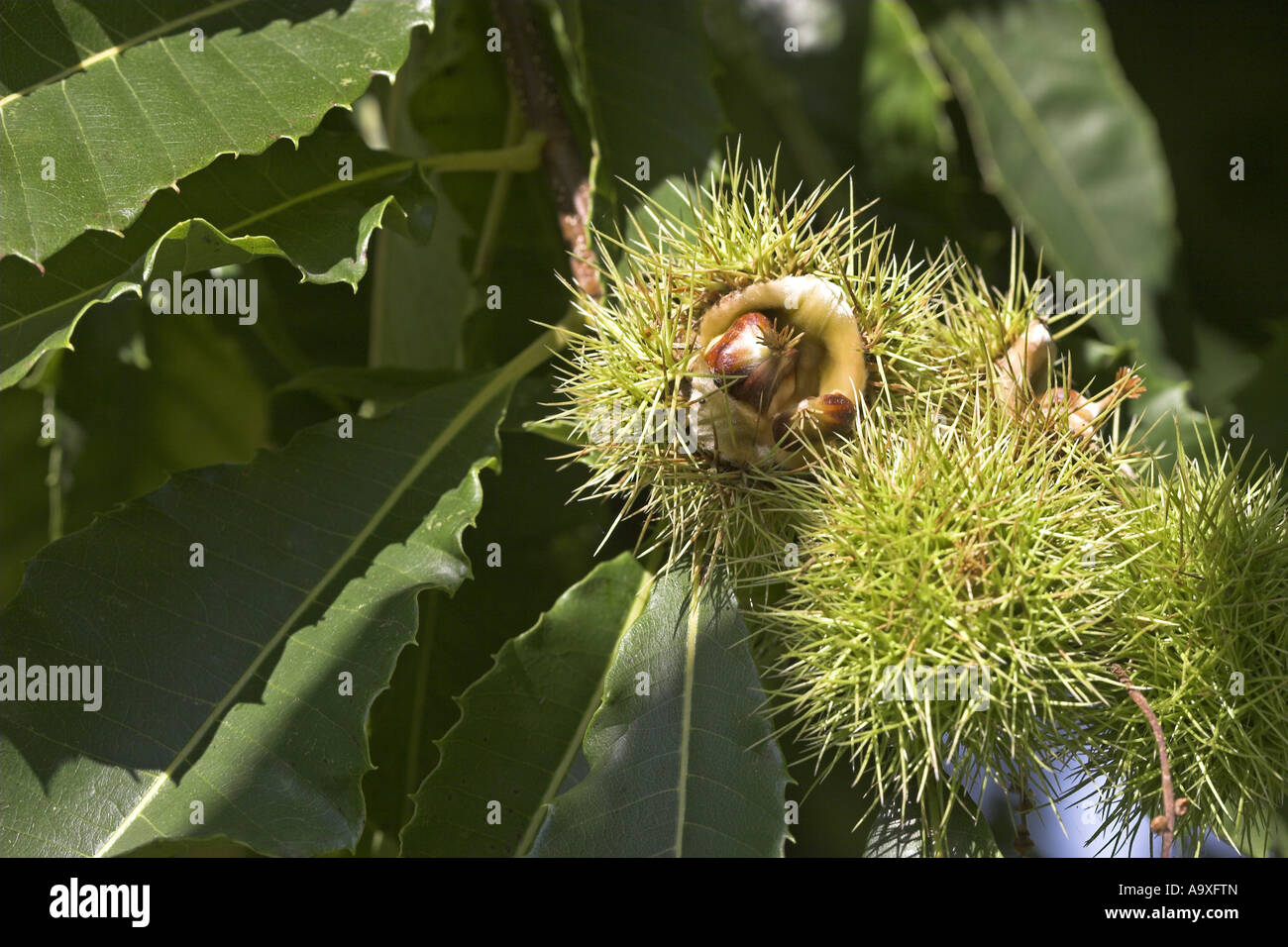 Spanish chestnut, sweet chestnut (Castanea sativa), mature fruits Stock ...