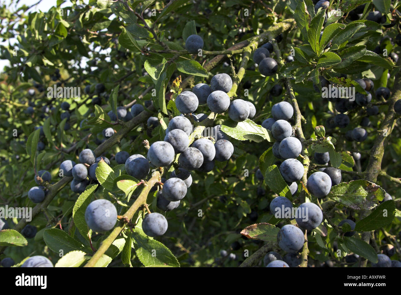 blackthorn, sloe (Prunus spinosa), twigs with mature fruits Stock Photo ...
