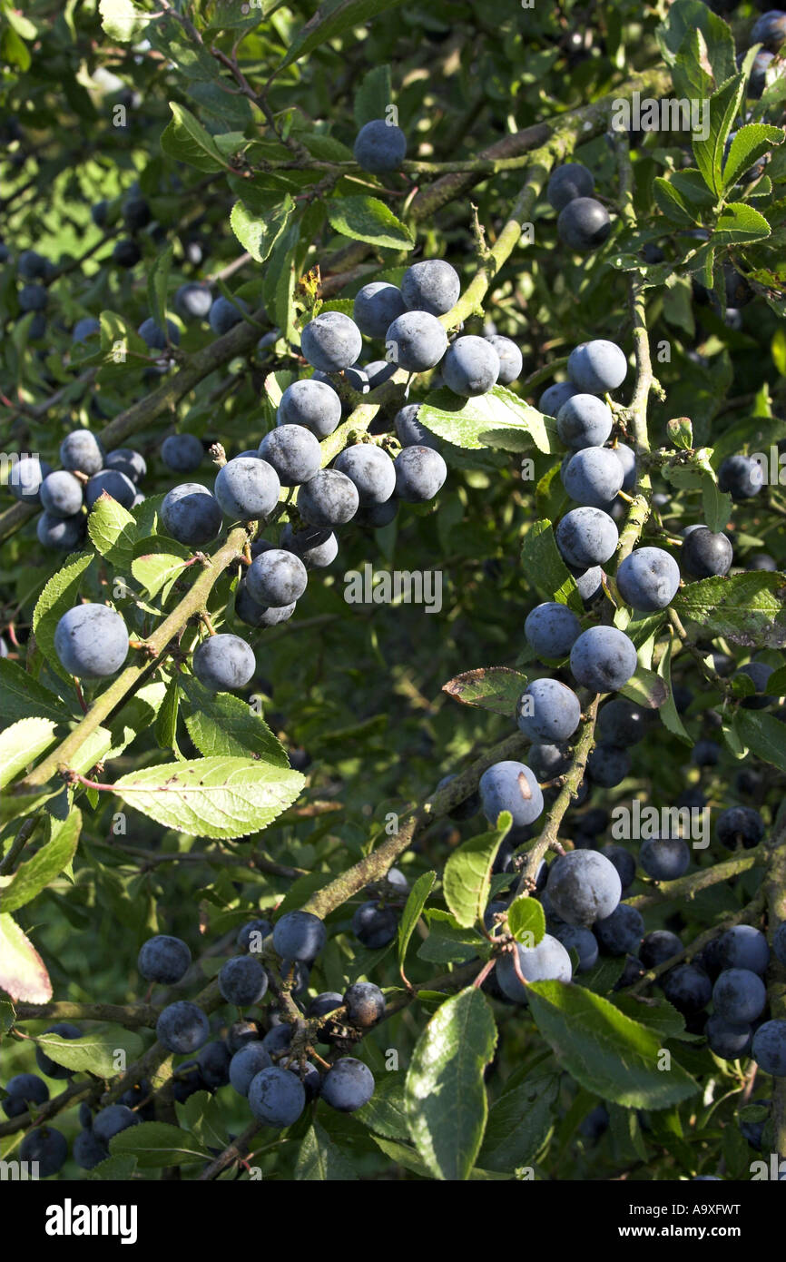 blackthorn, sloe (Prunus spinosa), twigs with mature fruits Stock Photo ...