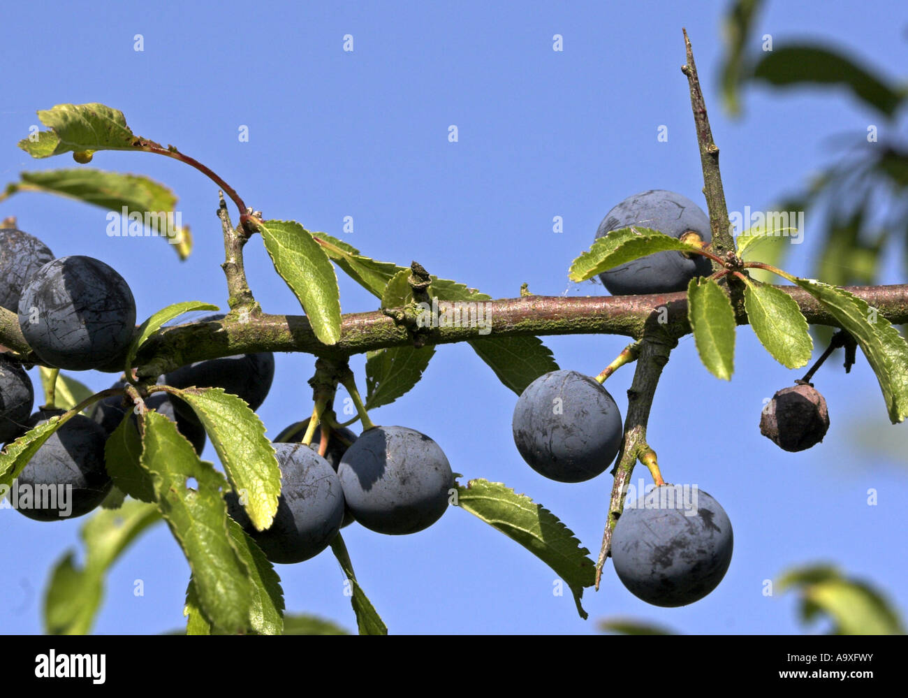 blackthorn, sloe (Prunus spinosa), twig with mature fruits Stock Photo ...