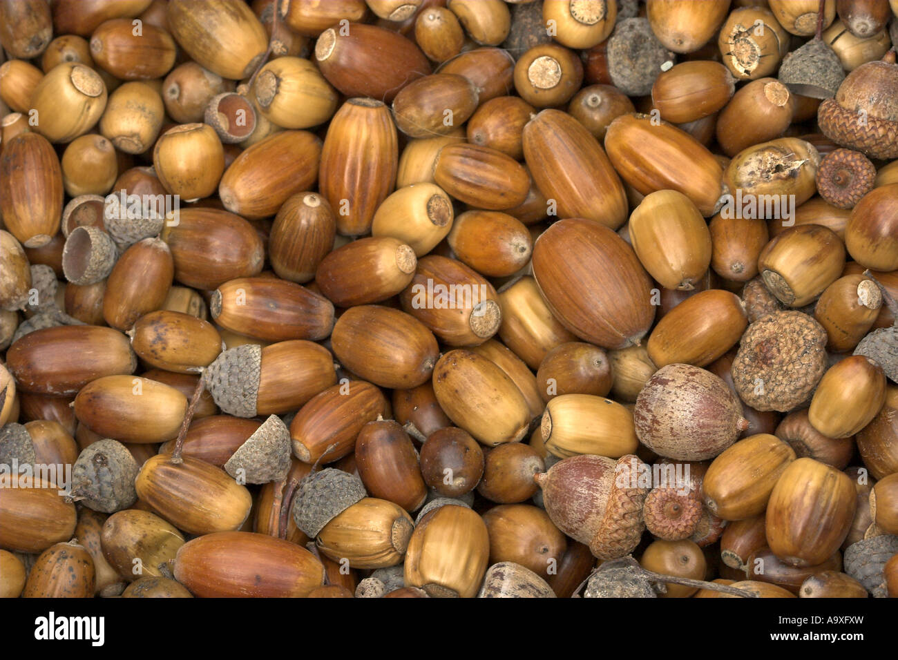 oak (Quercus spec.), collected acorns of different species Stock Photo ...