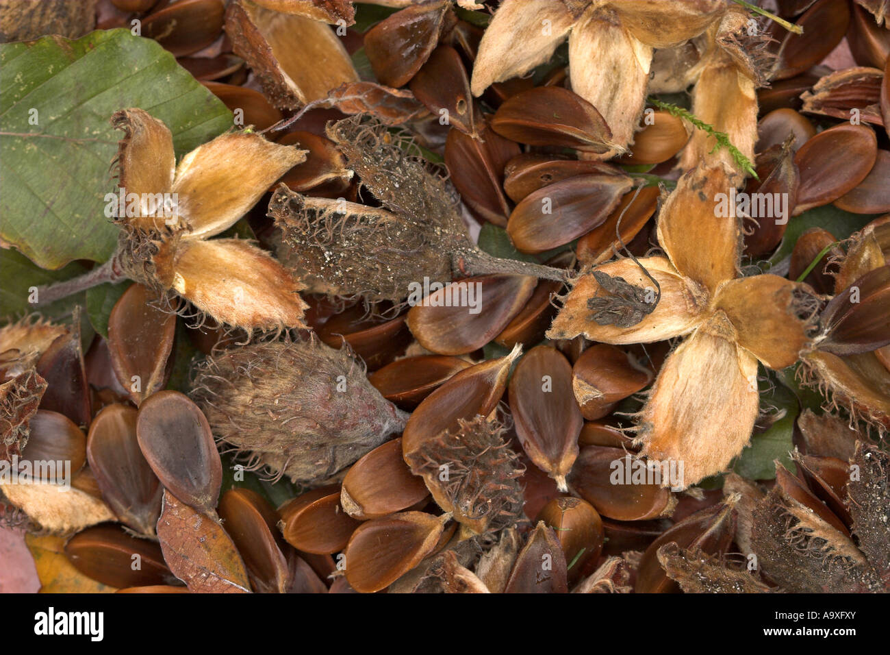 Common beech fagus sylvatica fruit hi-res stock photography and images ...