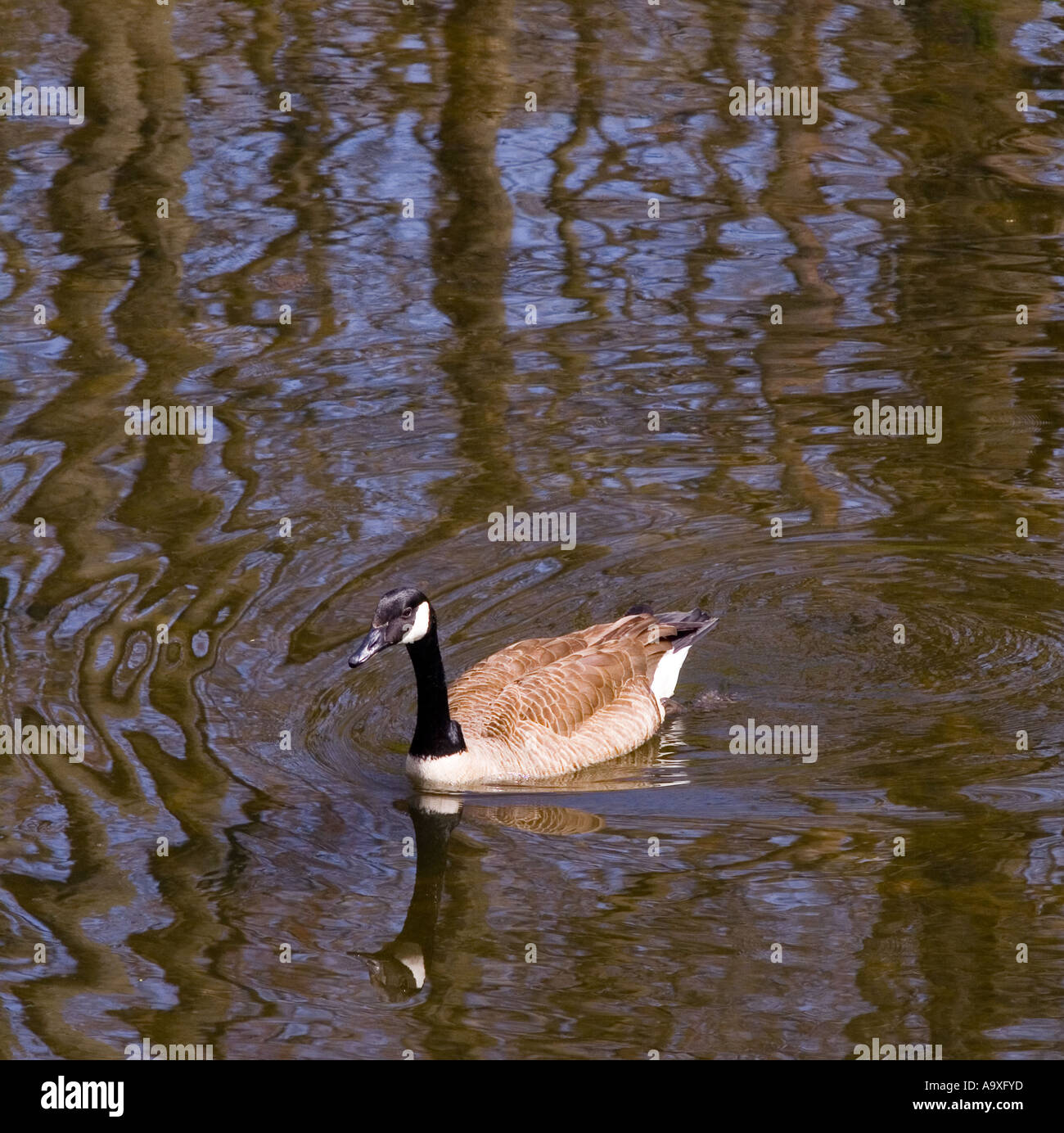 A single canadian goose on the prowl Stock Photo - Alamy