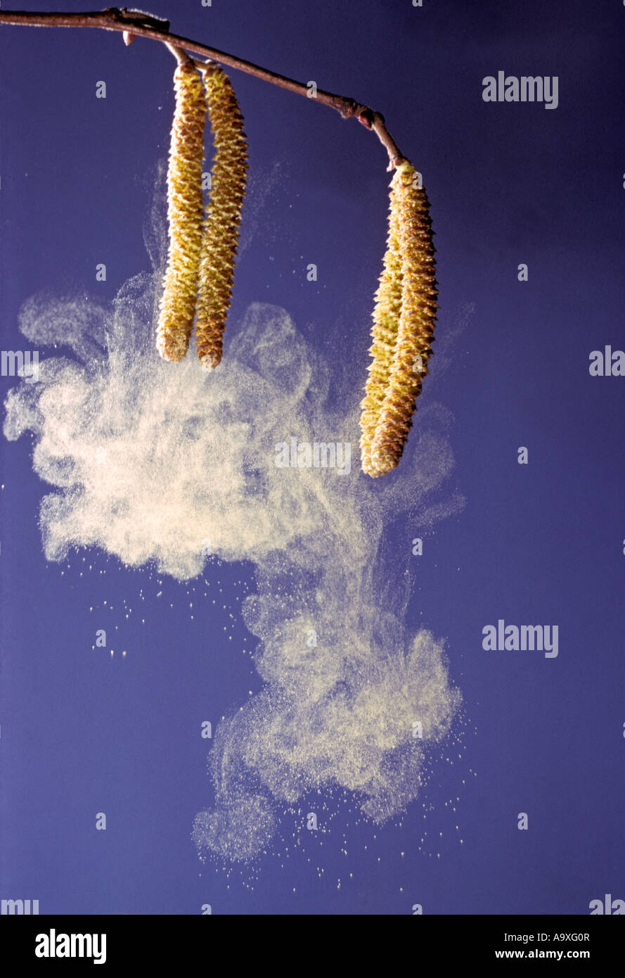 Pollen count hazel hi-res stock photography and images - Alamy
