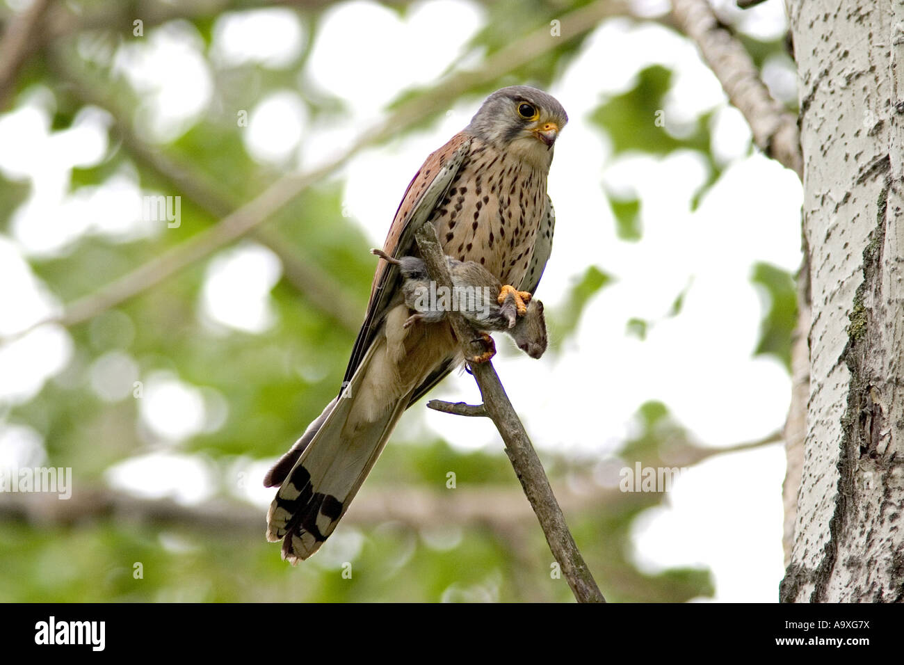 Praying mouse hi-res stock photography and images - Alamy