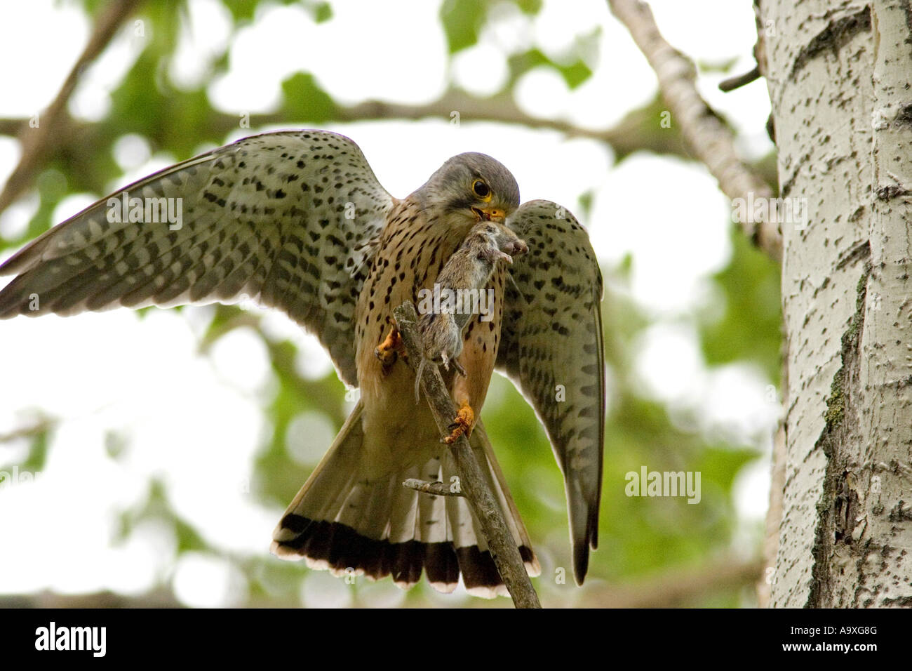 Praying mouse hi-res stock photography and images - Alamy