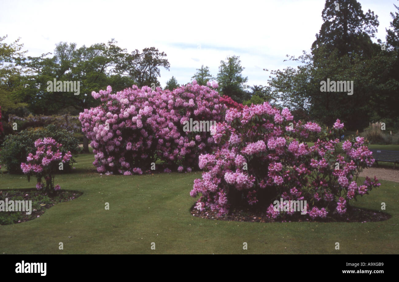 Rhododendron furnival hi-res stock photography and images - Alamy