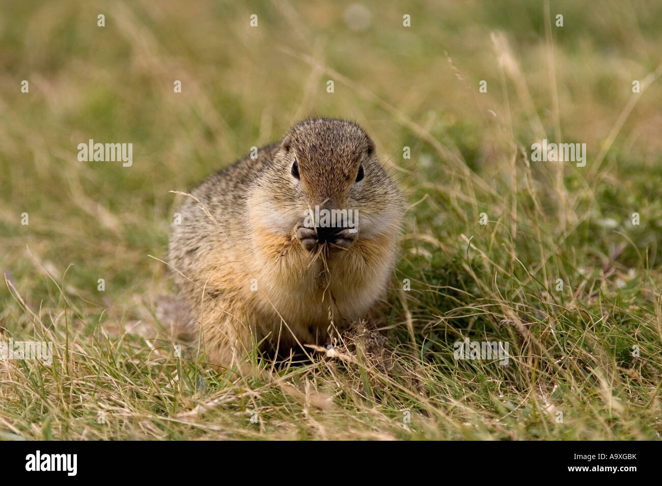 European ground squirrel, European suslik, European souslik (Citellus ...
