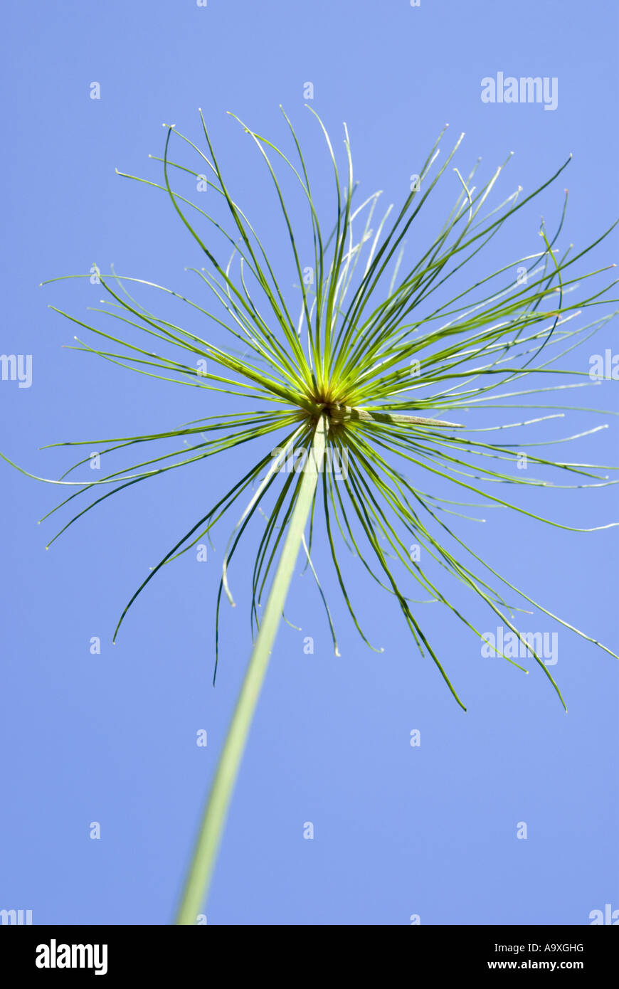 Papyrus Sedges High Resolution Stock Photography and Images - Alamy