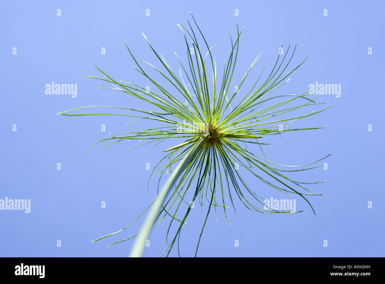 Papyrus Sedges High Resolution Stock Photography and Images - Alamy