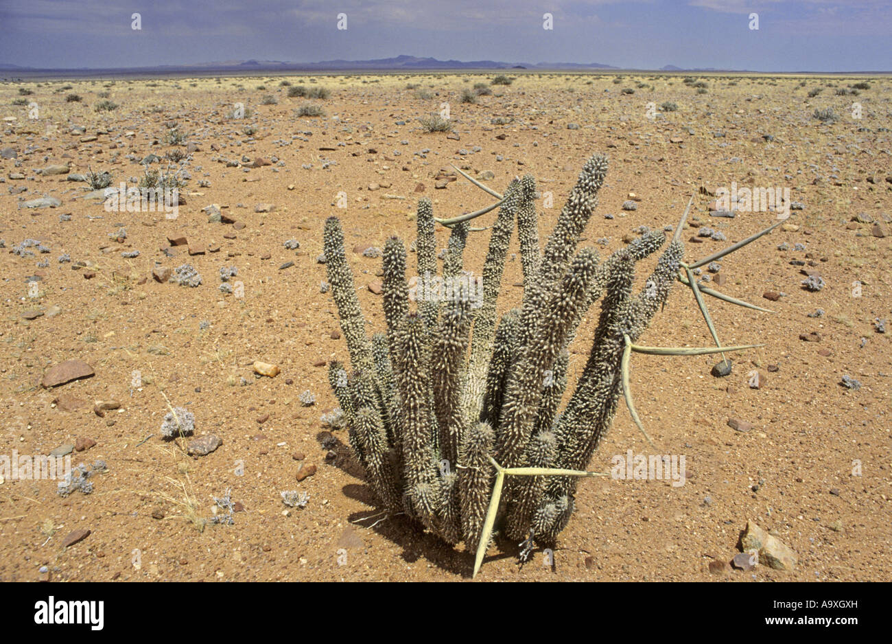 Gordonii High Resolution Stock Photography and Images - Alamy