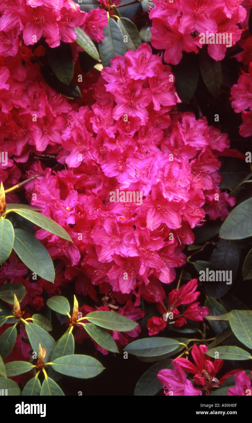 Rhododendron cynthia flowers hi-res stock photography and images - Alamy