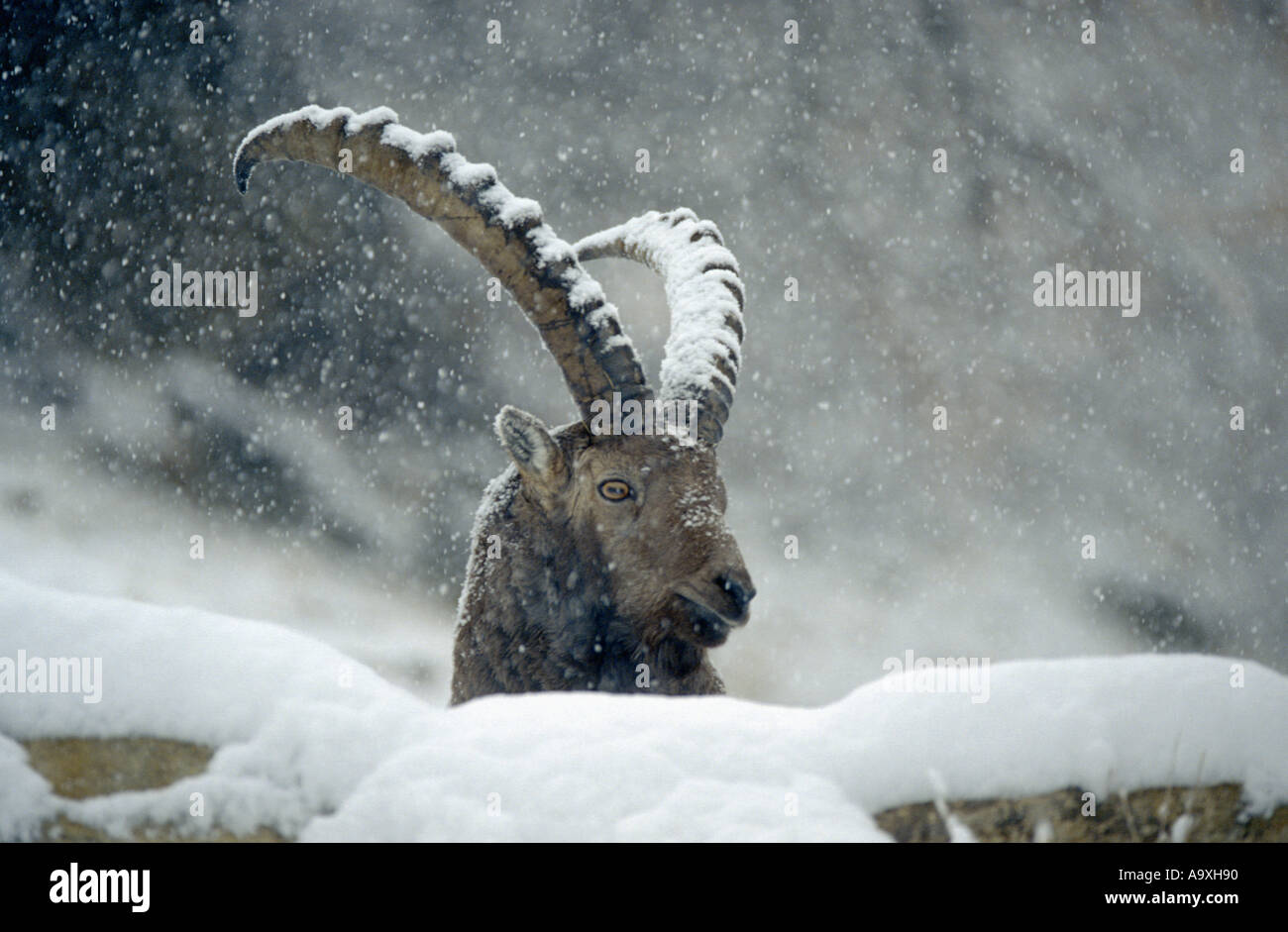 alpine ibex (Capra ibex), buck in snowfall, Italy, Gran Paradiso NP ...