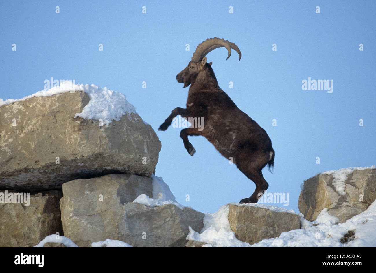 Himalayan Ibex Jumping