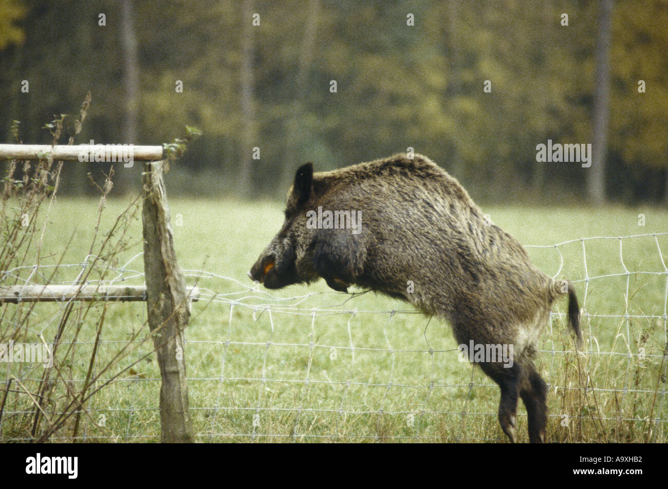 wild boar, pig (Sus scrofa), jumping over a fence, Germany, Baden ...