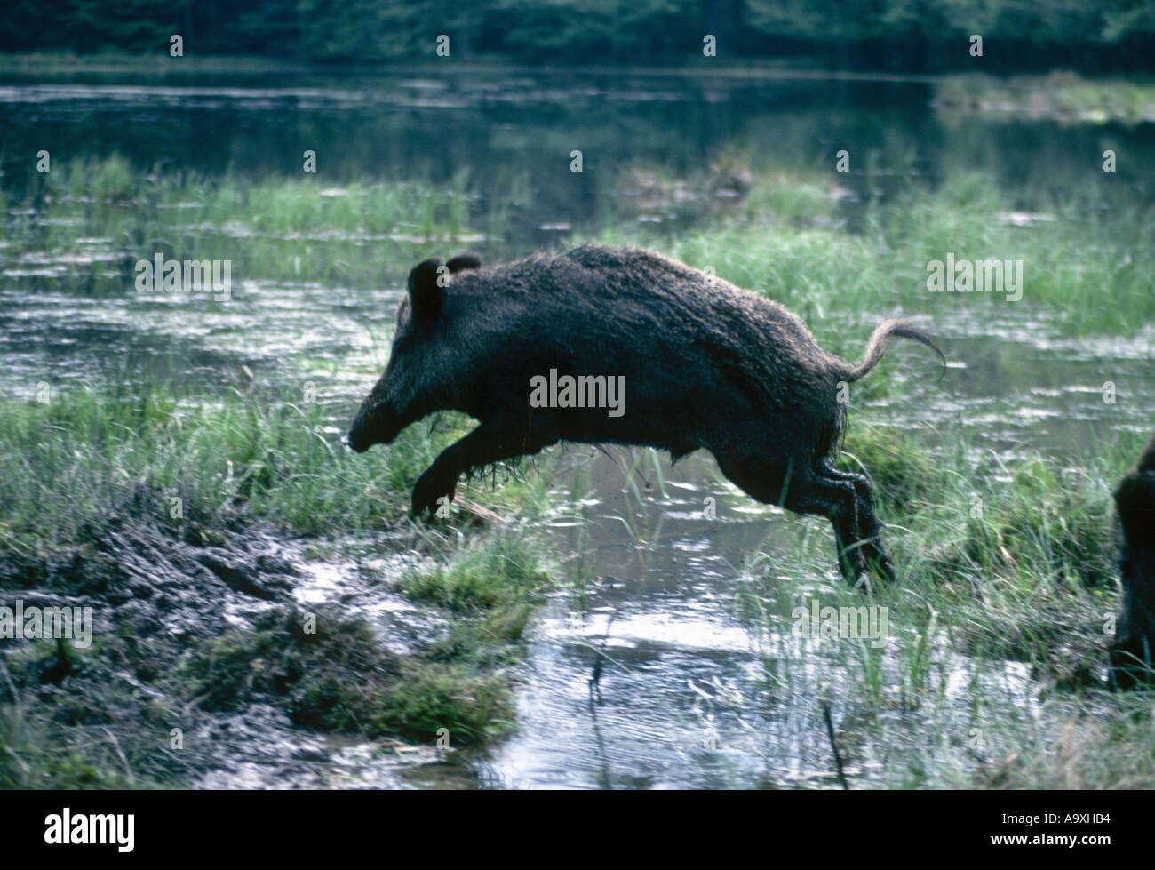 wild boar, pig (Sus scrofa), jumping over a fence, Germany, Baden ...