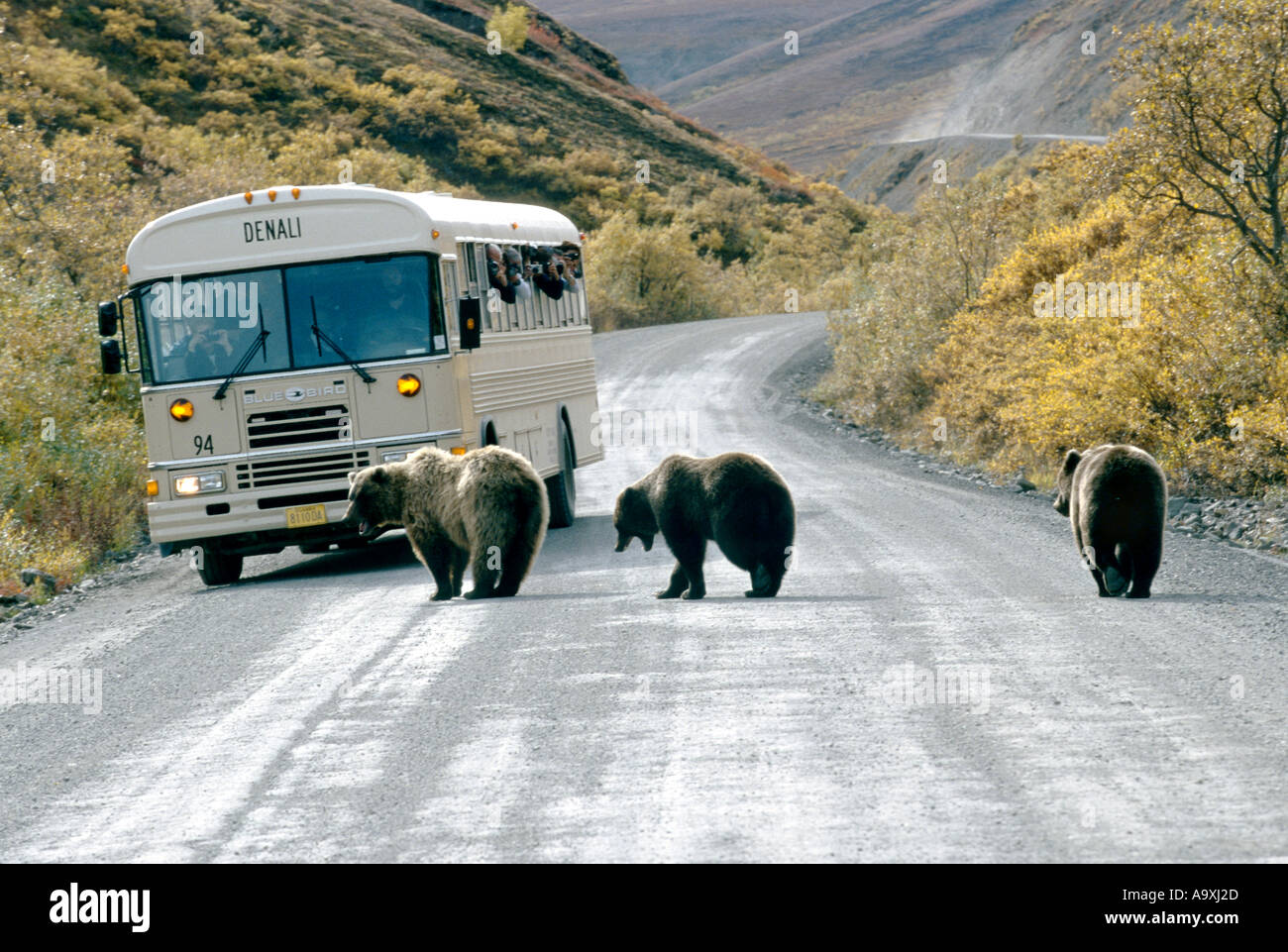 brown bear, grizzly bear (Ursus arctos horribilis), bears in front of a ...