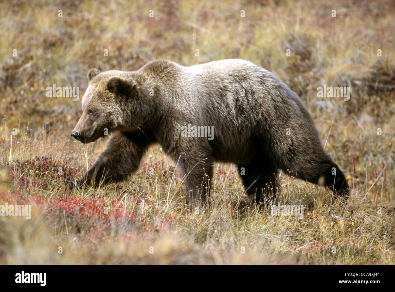 brown bear, grizzly bear (Ursus arctos horribilis), bear in coloured ...
