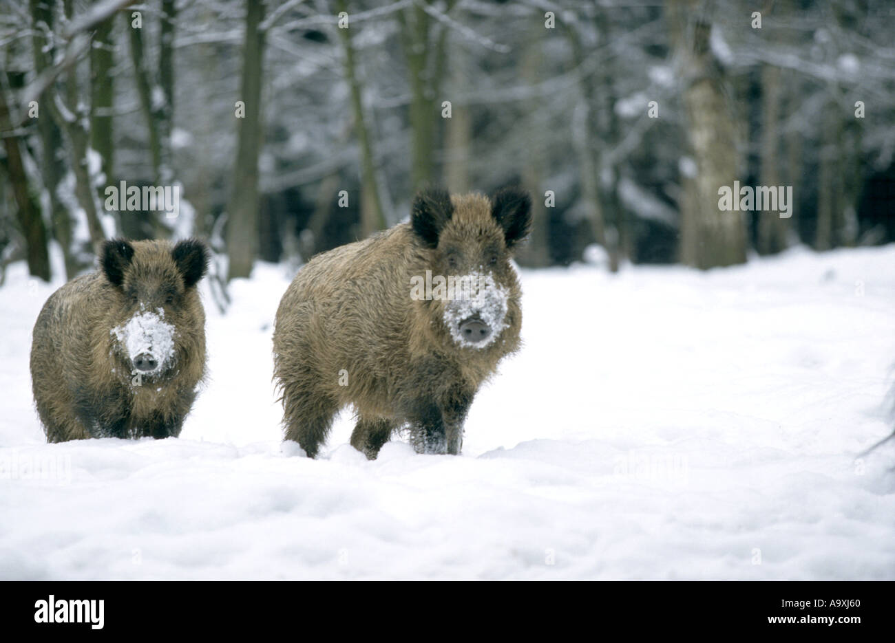 Boares hi-res stock photography and images - Alamy