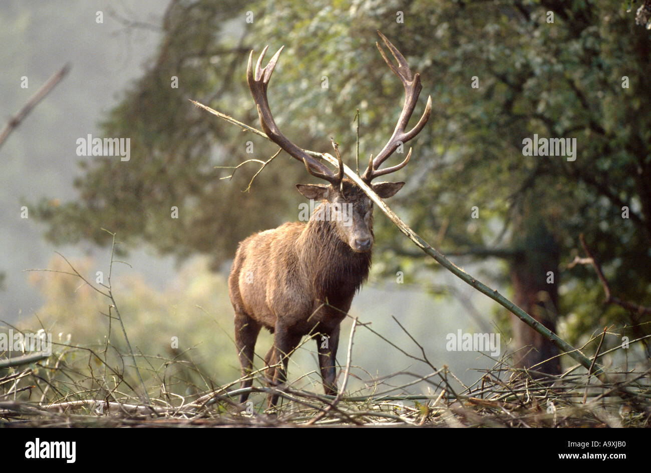 Stag carrying hi-res stock photography and images - Alamy