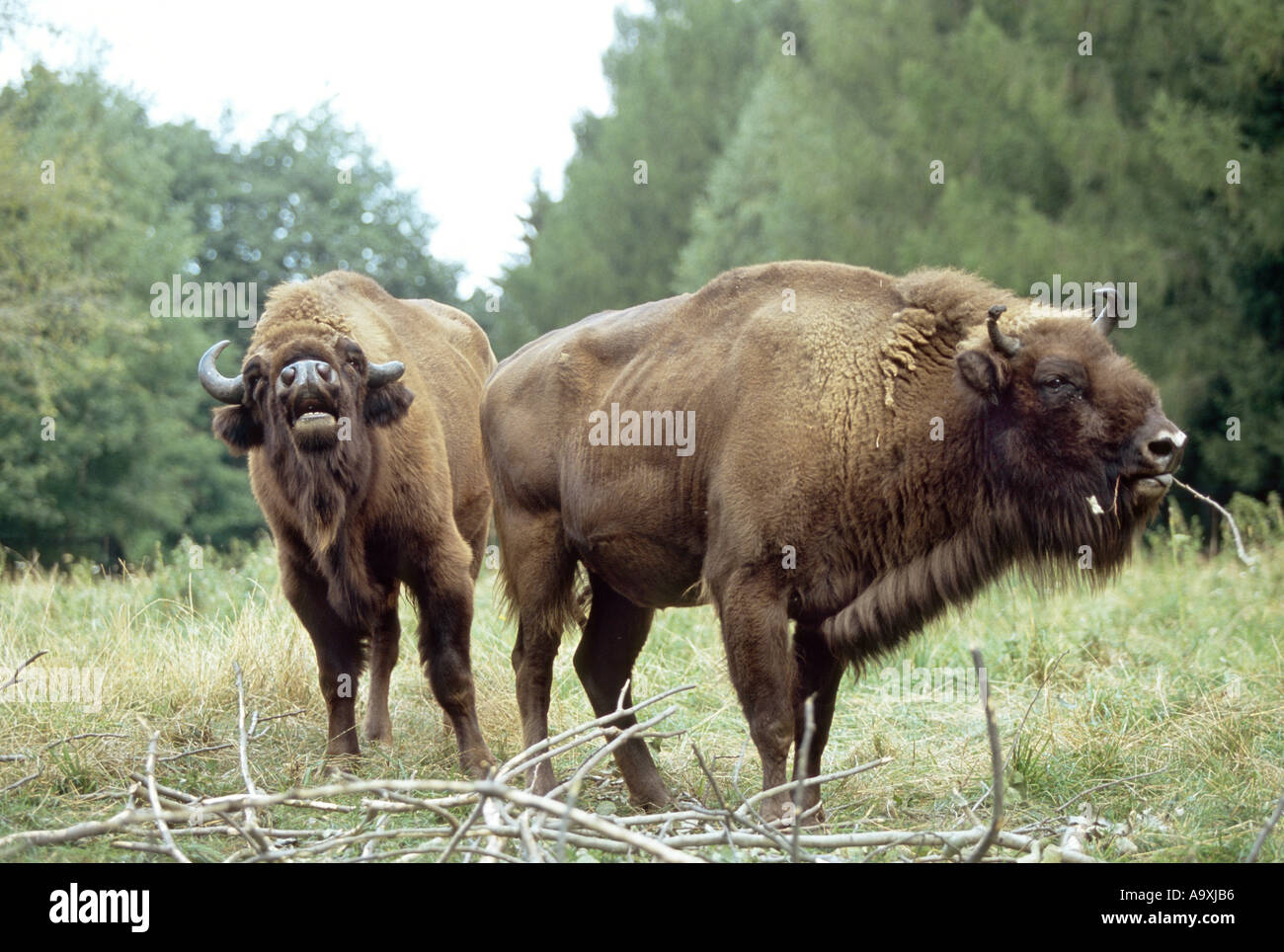 European bison, wisent (Bison bonasus), two bisons standing on meadow ...