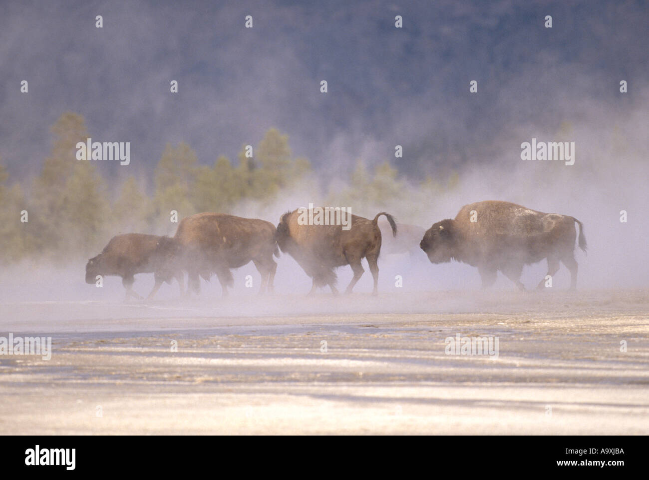American bison, plain bison, buffalo (Bison bison bison), group in the ...