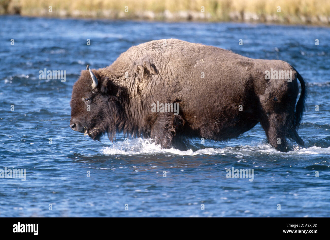 American bison, buffalo (Bison bison), bull crossing river, USA ...