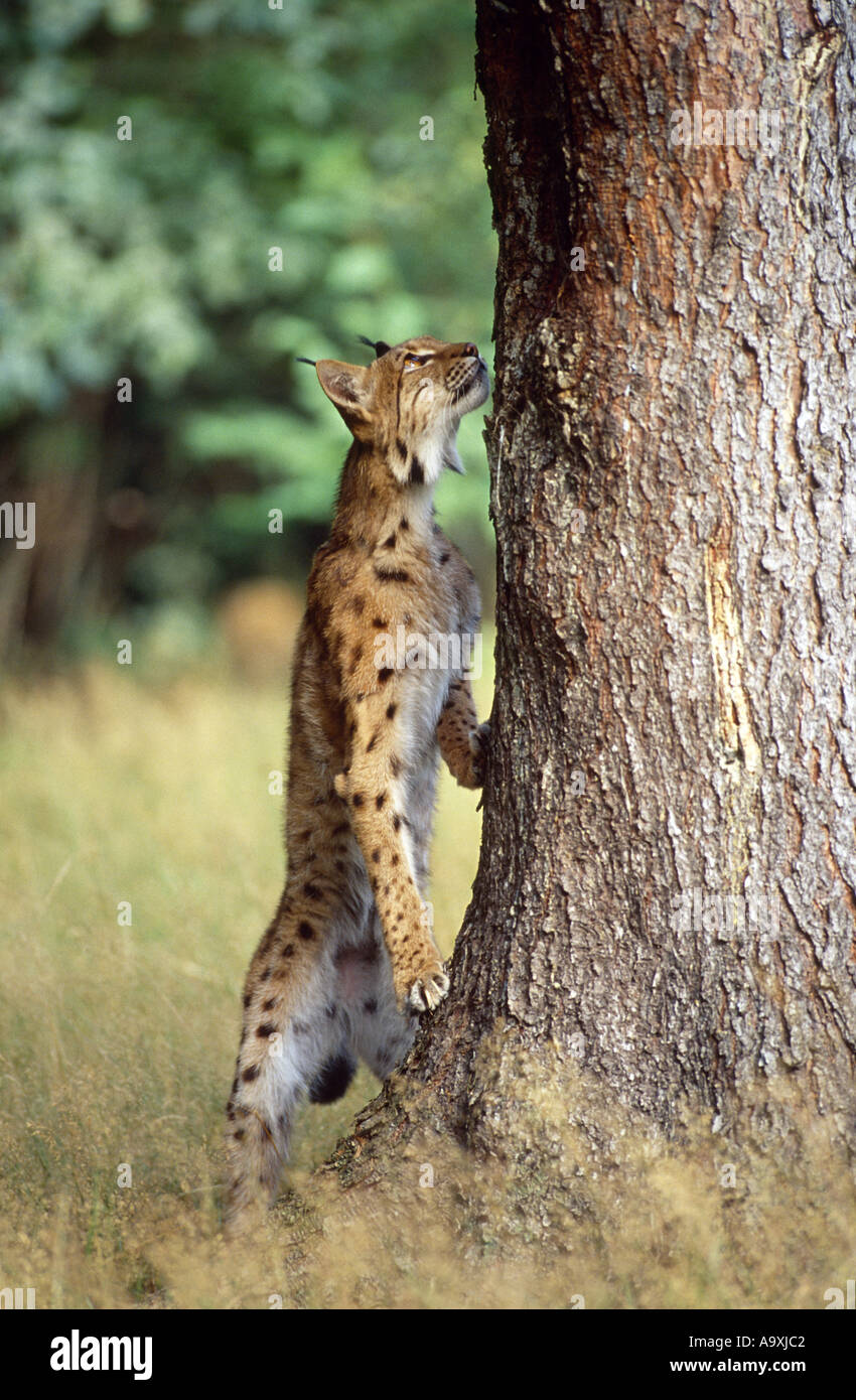 Eurasian lynx (Lynx lynx), climbing up a tree, Germany, Saxony ...