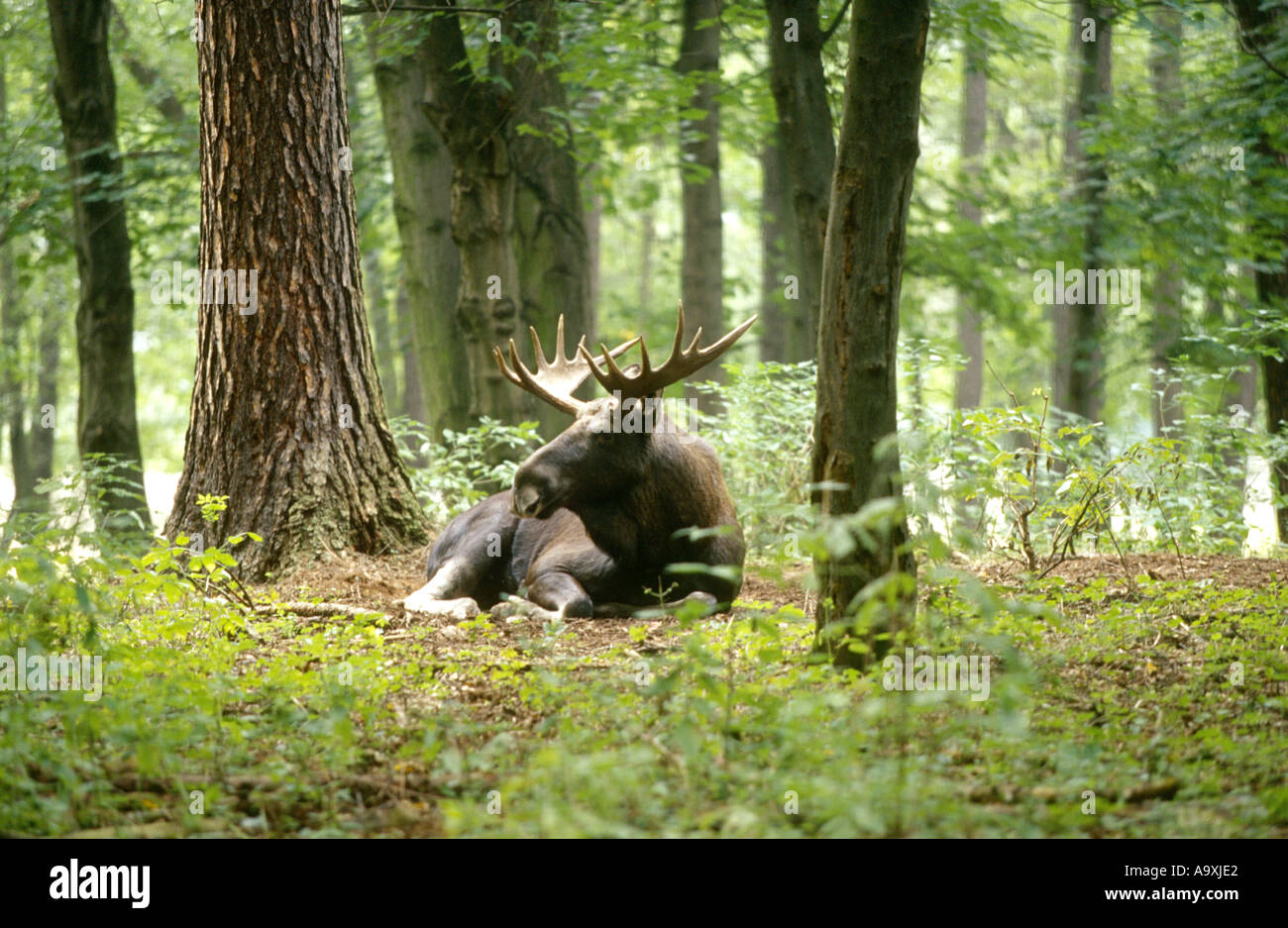 elk, European moose (Alces alces alces), bull lying on the ground ...
