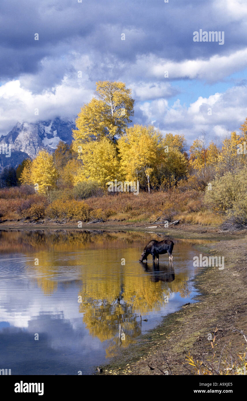Yellowstone moose (Alces shirasi), cow moose feeding aquatic plants ...