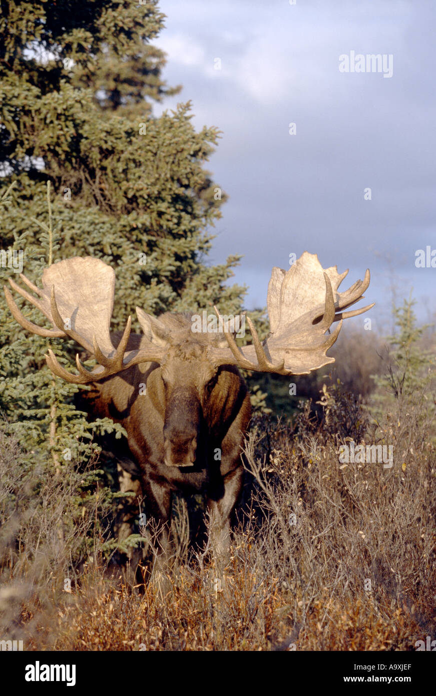 Alaska moose, Tundra moose, Yukon moose (Alces alces gigas), portrait ...