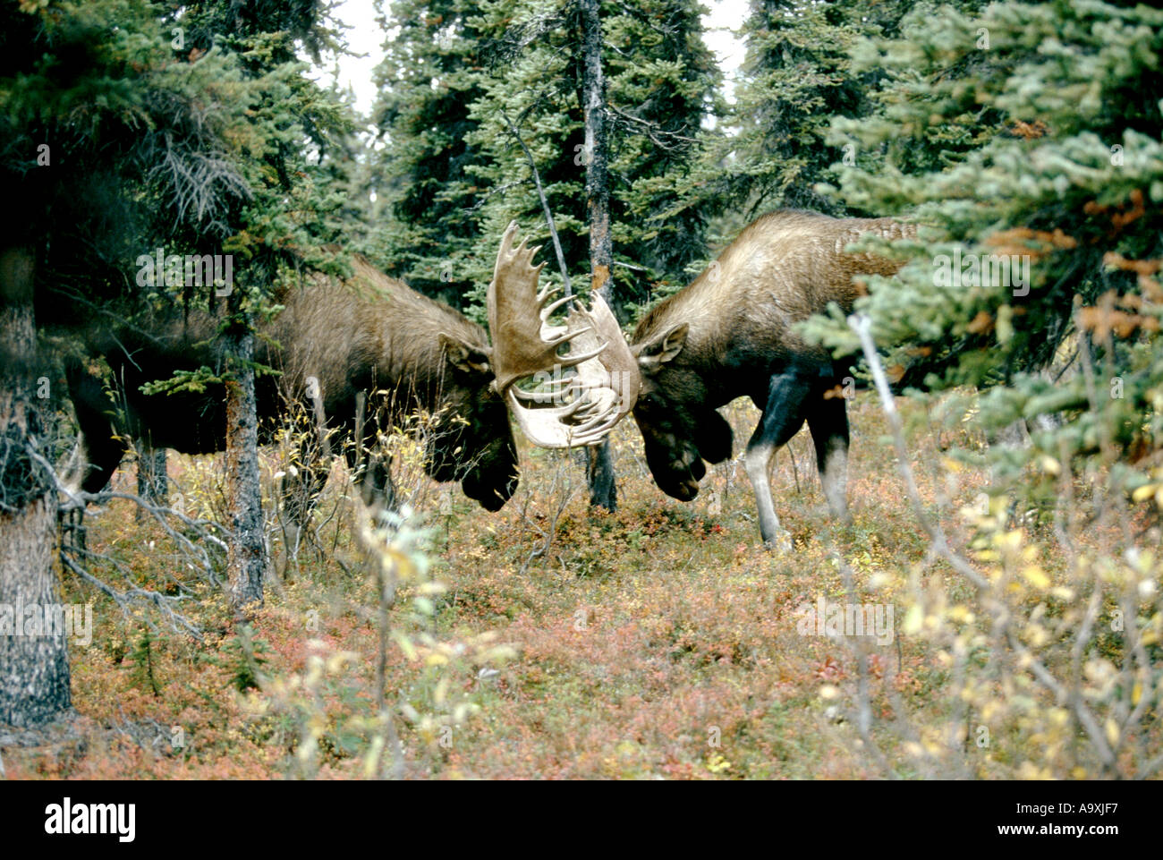 Angry moose hi-res stock photography and images - Alamy